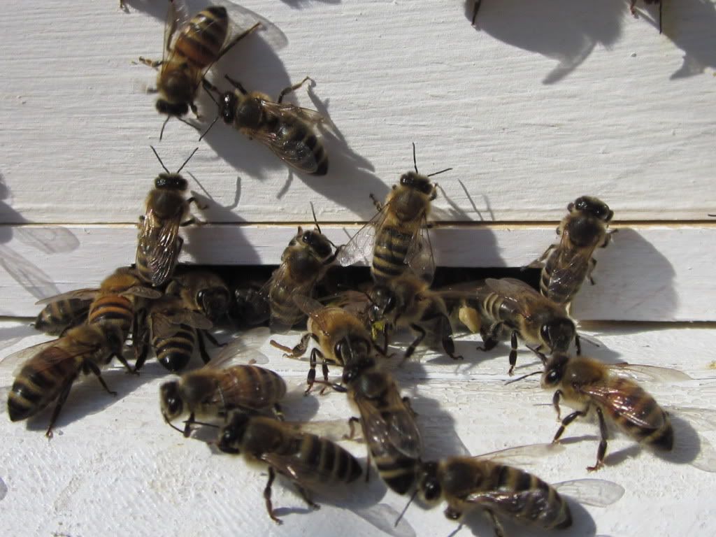 Spring photos in Kentucky | Beesource Beekeeping Forums