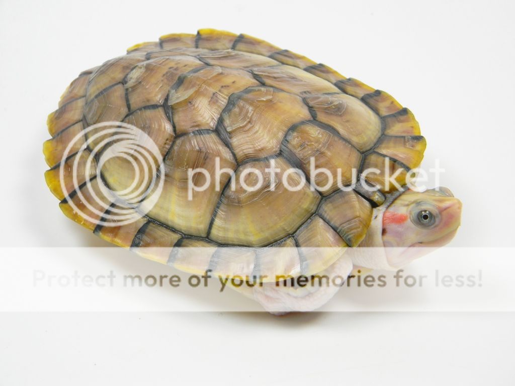 buying a hypo translucent res - Page 2 - Big Pond - Turtle Forum