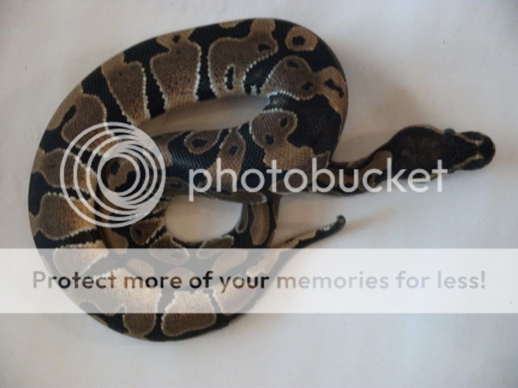 NE England - CB10 Male Double Het Ghost Royal Python | Reptile Forums