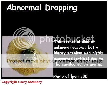 Abnormal Bird Droppings | Talk Cockatiels Forum
