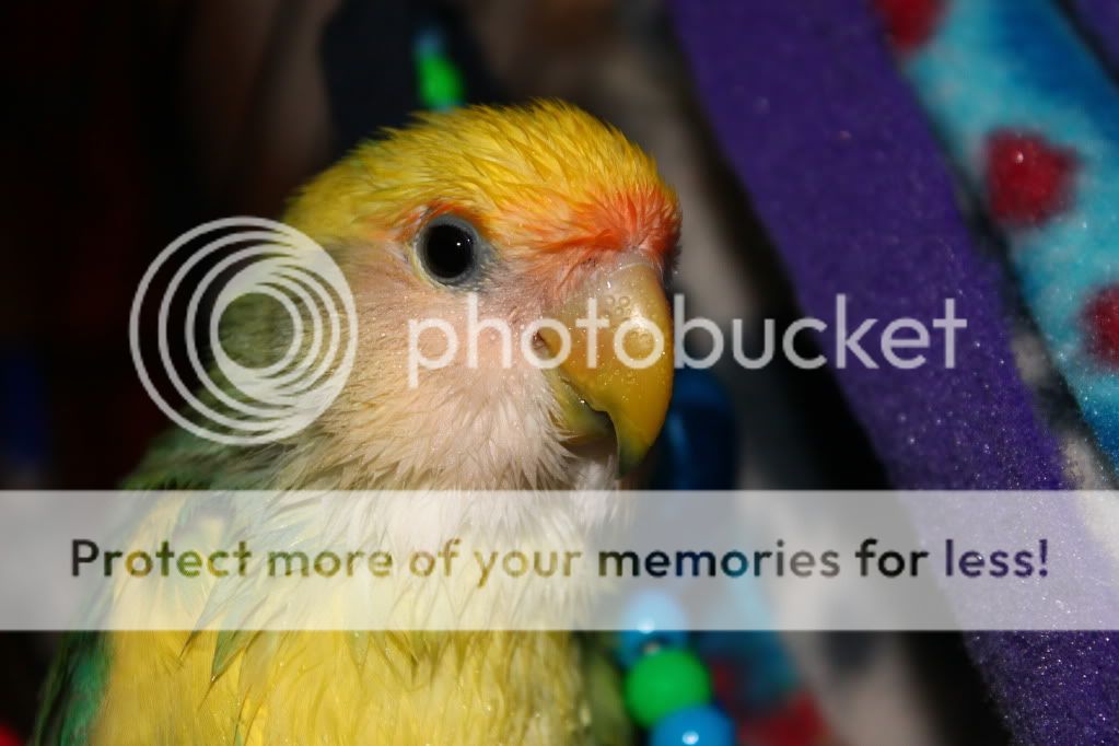 Cockatiel has red eye lid | Talk Cockatiels Forum