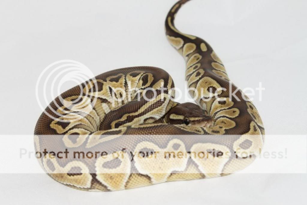 NW England - Female lesser genetic blackback royal python | Reptile Forums