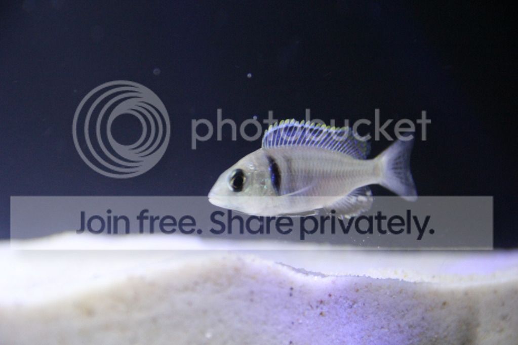 Placidochromis Electra (Deep Water) - male or female? | Cichlid Fish Forum
